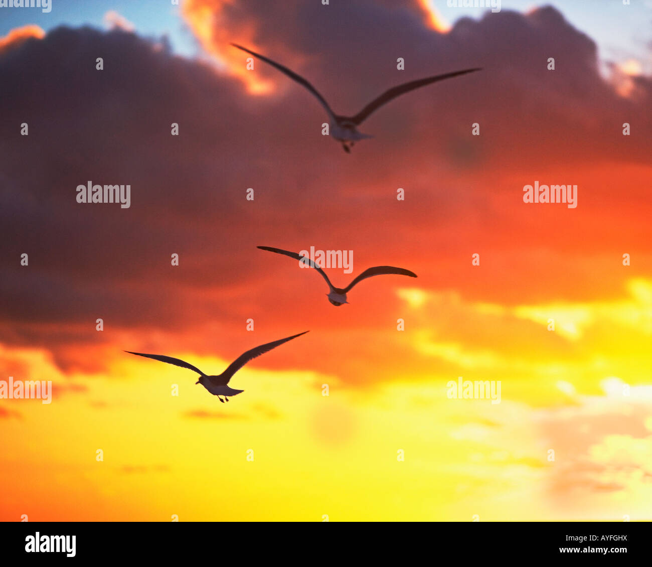 birds in the sunrise/sunset Stock Photo - Alamy