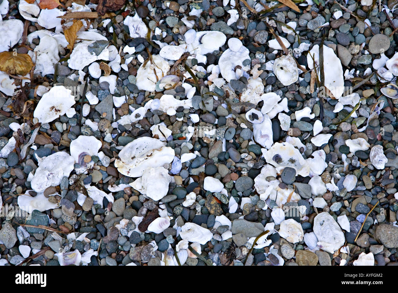 Washed shells hi-res stock photography and images - Alamy