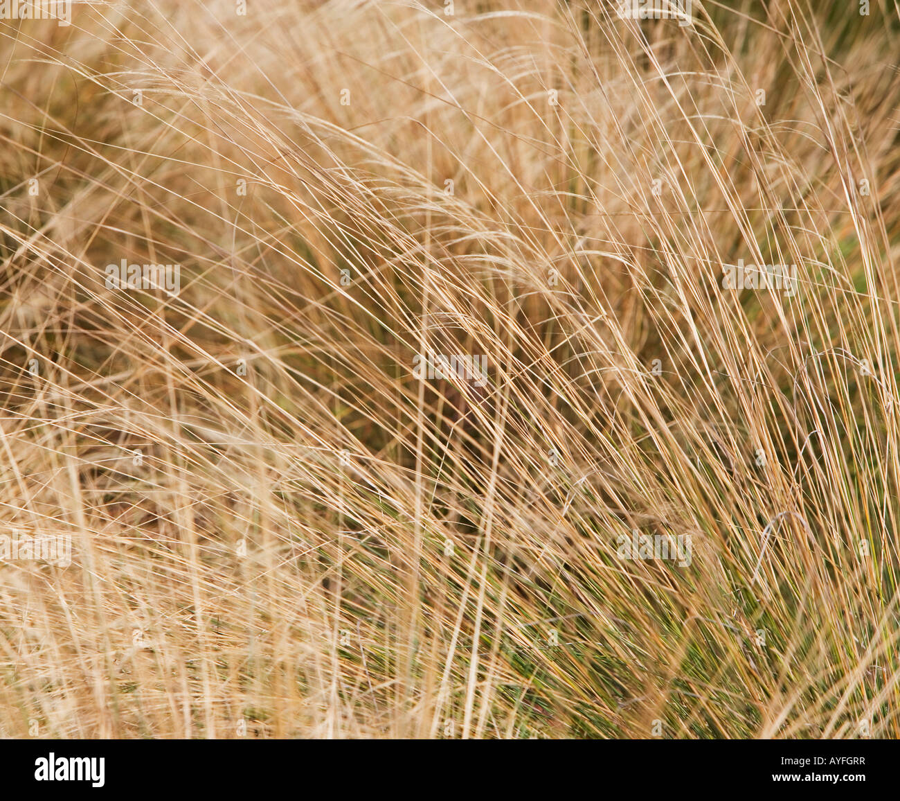 beach grass scene Stock Photo - Alamy