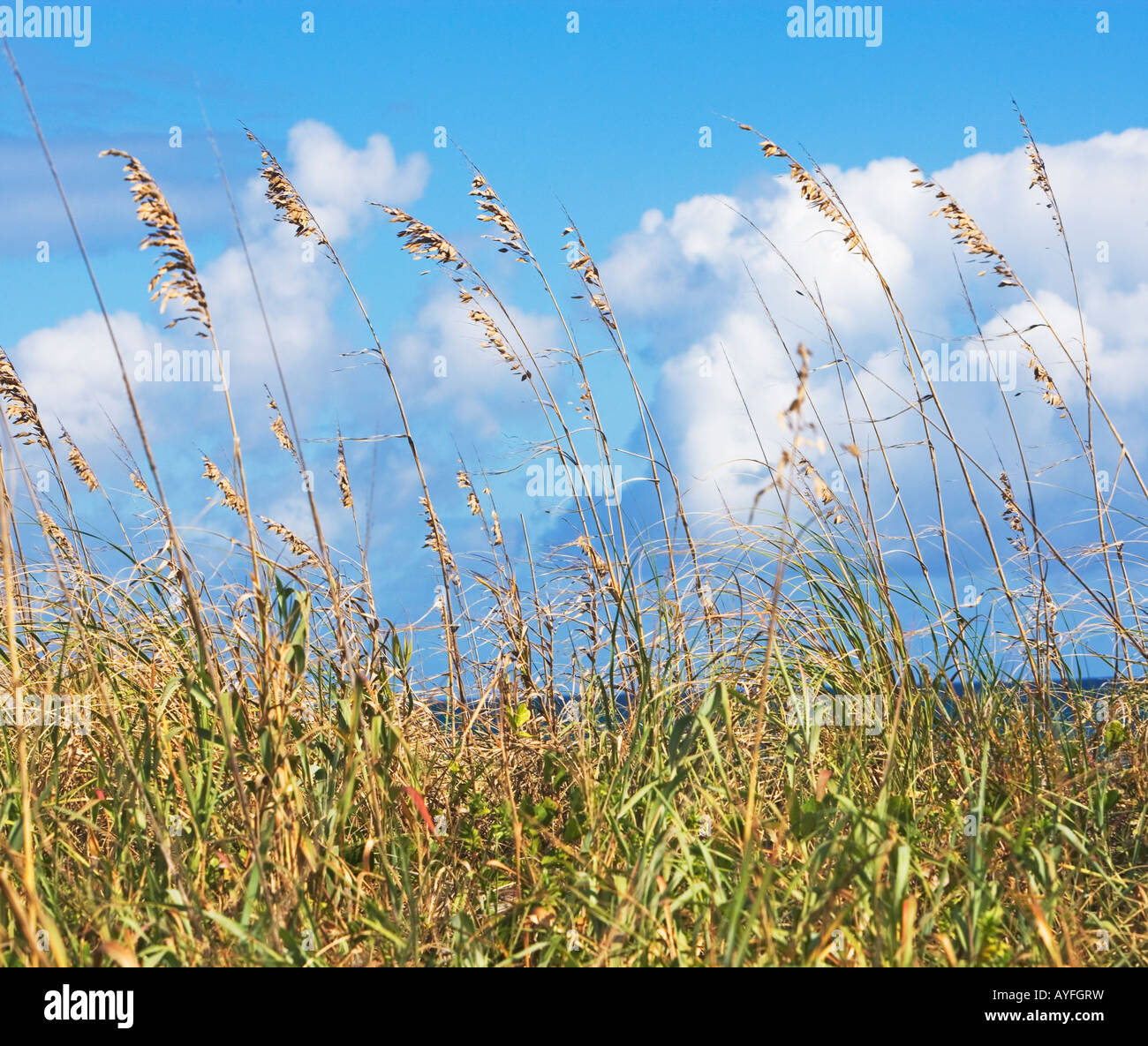 Sea oats hi-res stock photography and images - Alamy