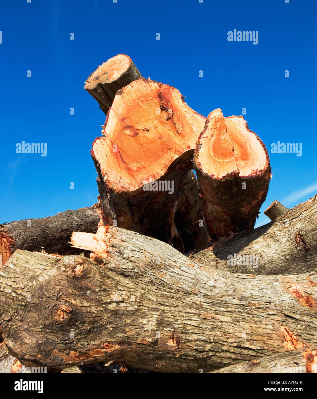 Cut down trees hi-res stock photography and images - Alamy