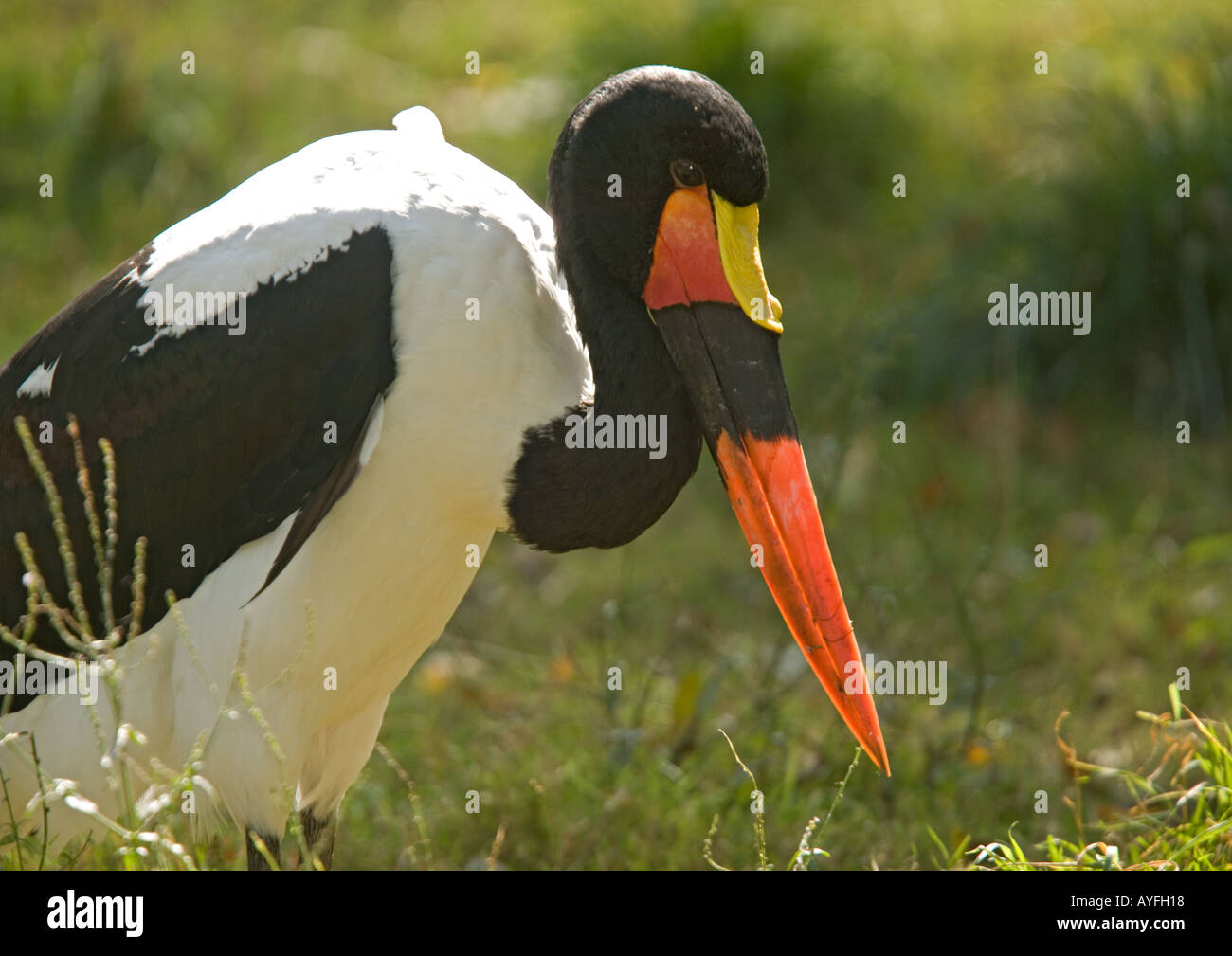 Saddle billed stork feeding (Ephippiorhynchus senegalensis Stock Photo ...