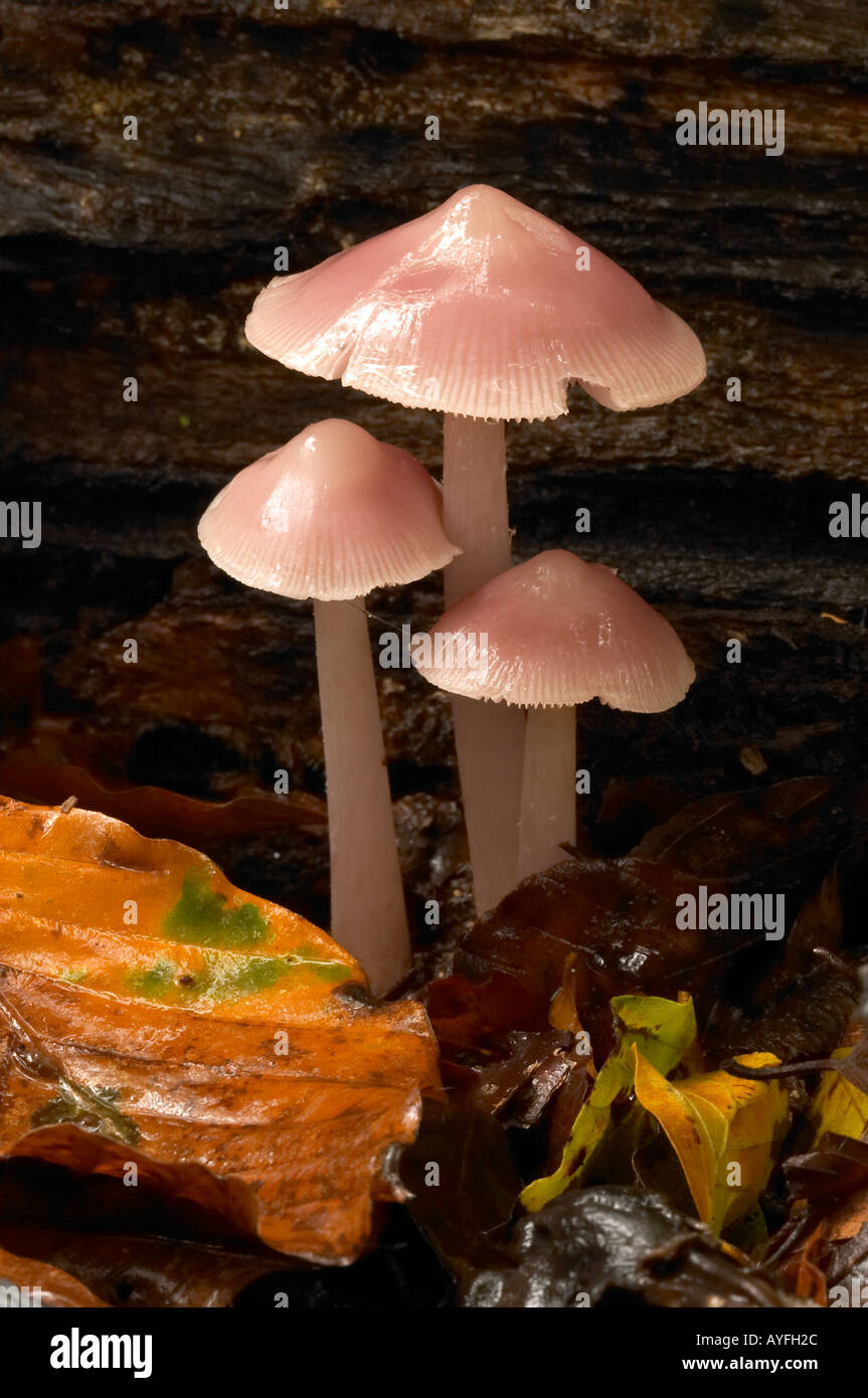 Rose Russula Mushroom (Russula rosea Stock Photo - Alamy