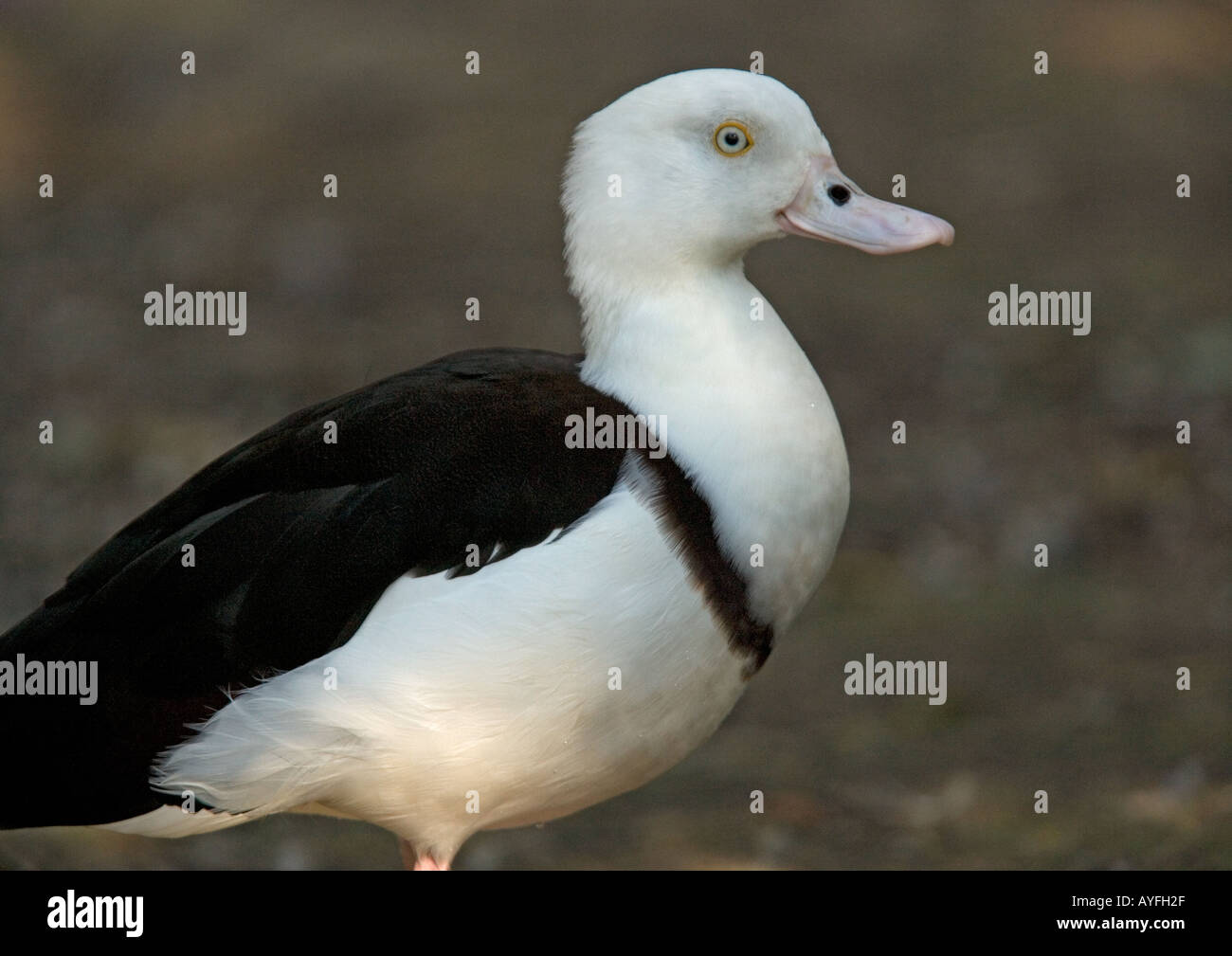 Rajah shelduck hi-res stock photography and images - Alamy