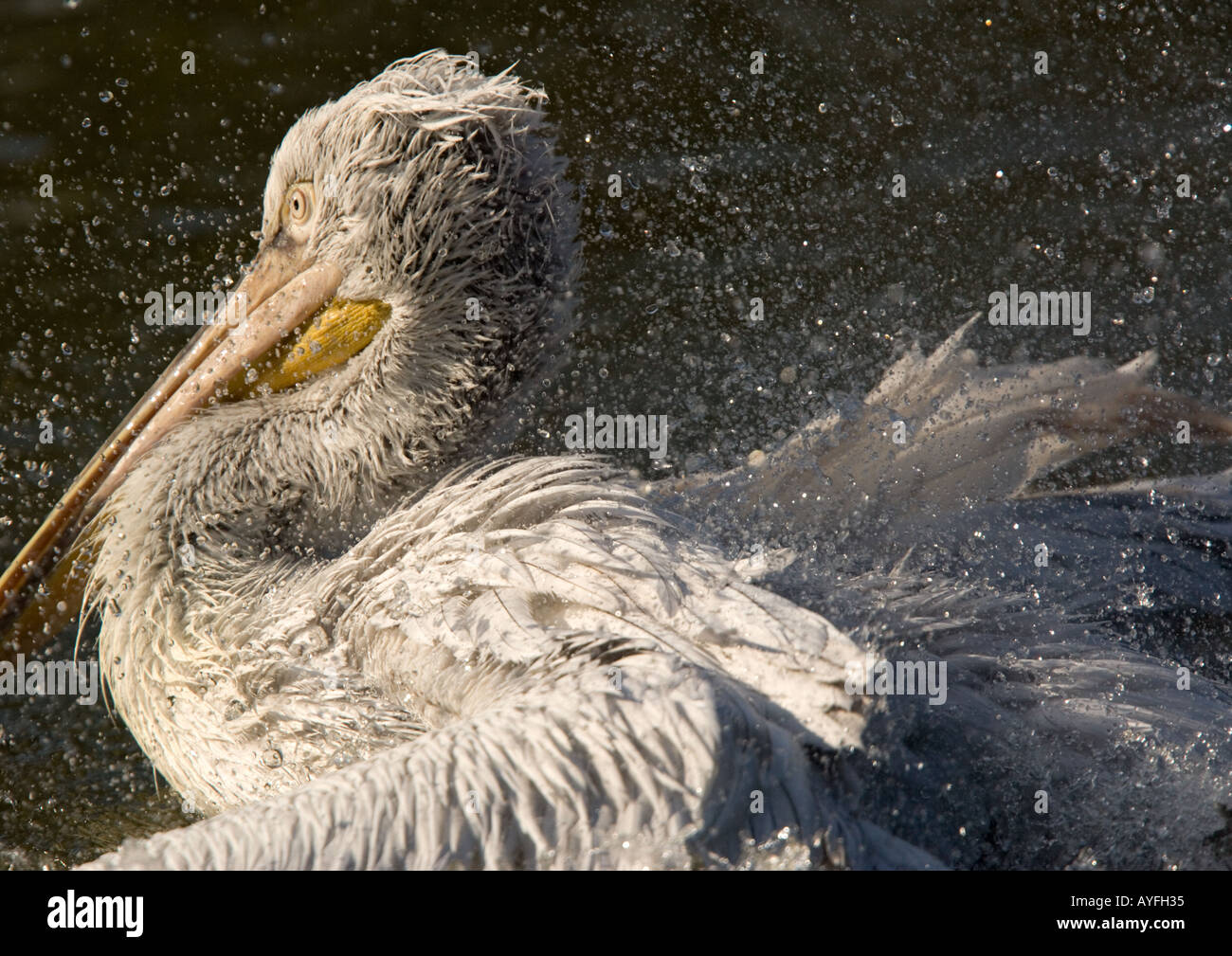 Dalmatian pelican Rare south east european species Bathing and preening ...