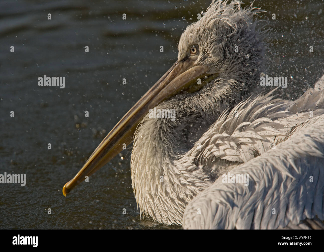 Dalmatian pelican Rare south east european species Bathing and preening ...
