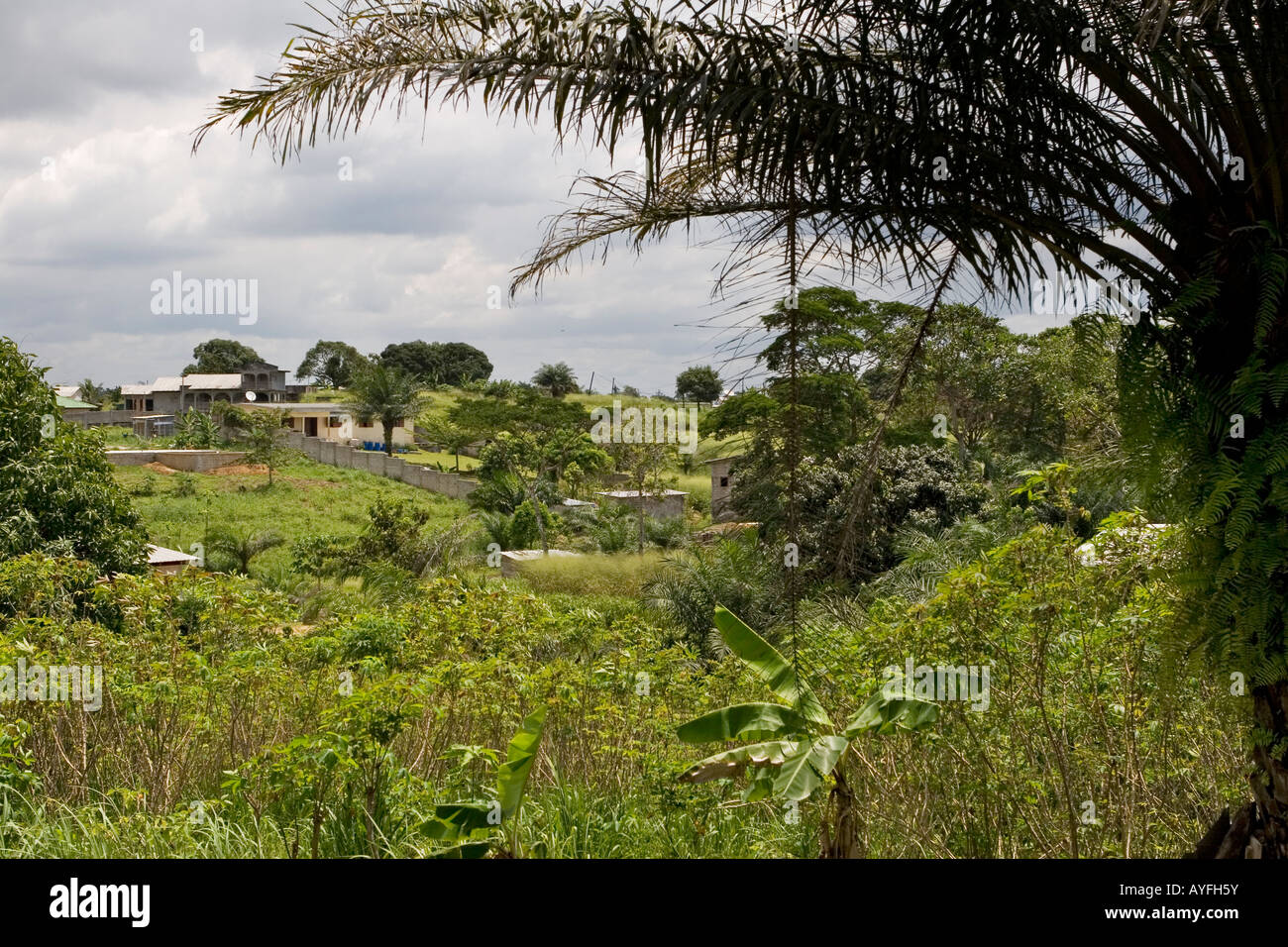 Palm oil plantation africa hi-res stock photography and images - Alamy