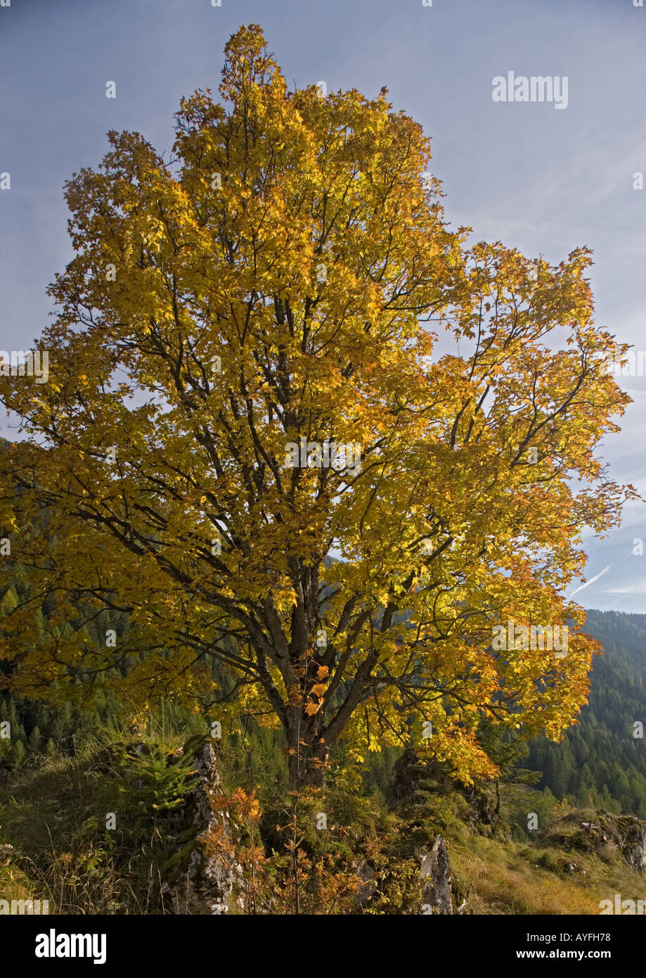 Old sycamore tree in autumn colour Dolomites. Acer pseudoplatanus Stock ...