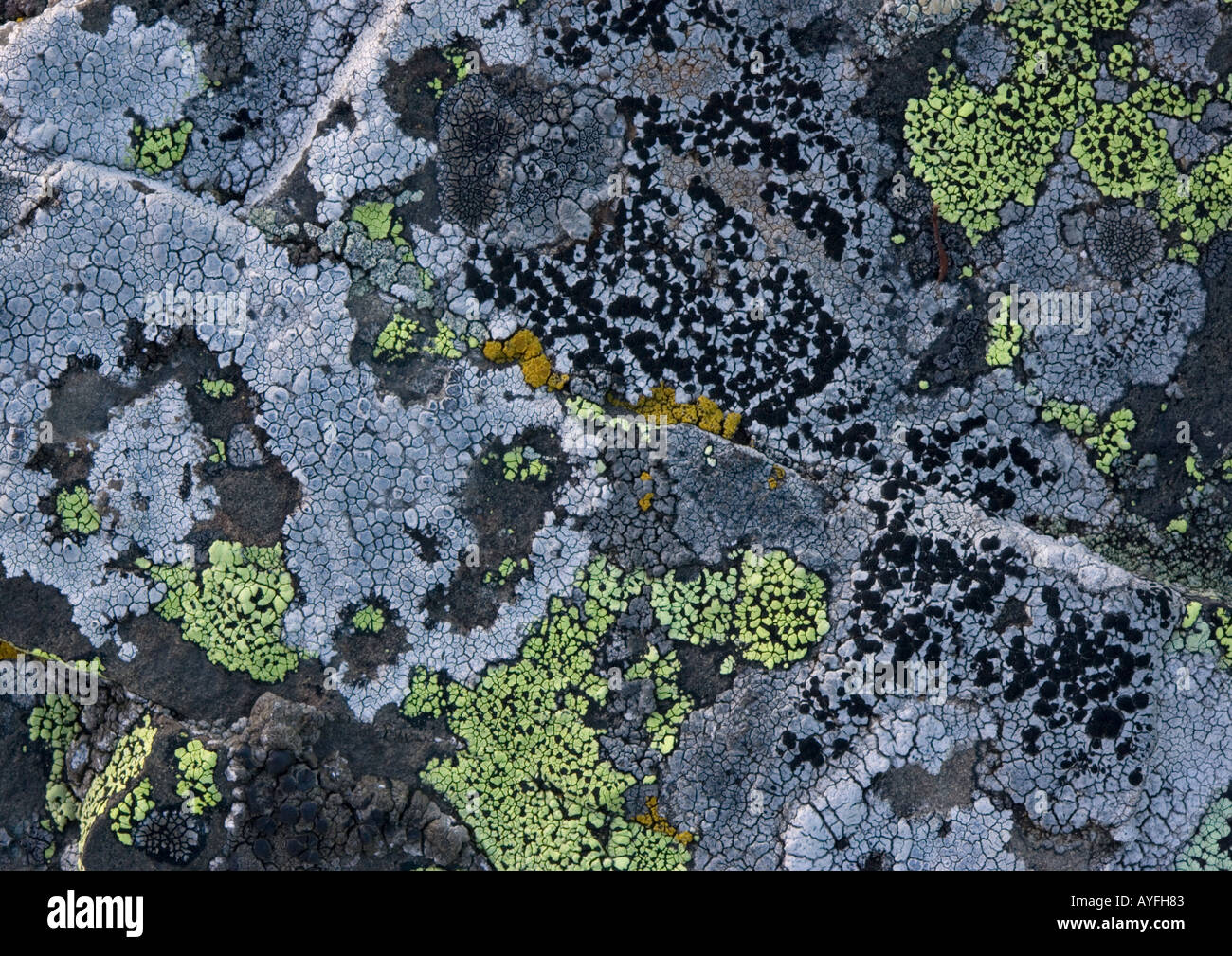 Strong lichen growth in the clean air on acidic rock at approx 2500 ...