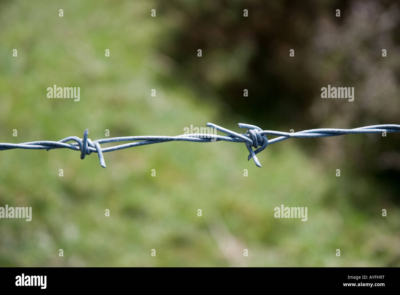 Close up of barbed wire fence Stock Photo - Alamy