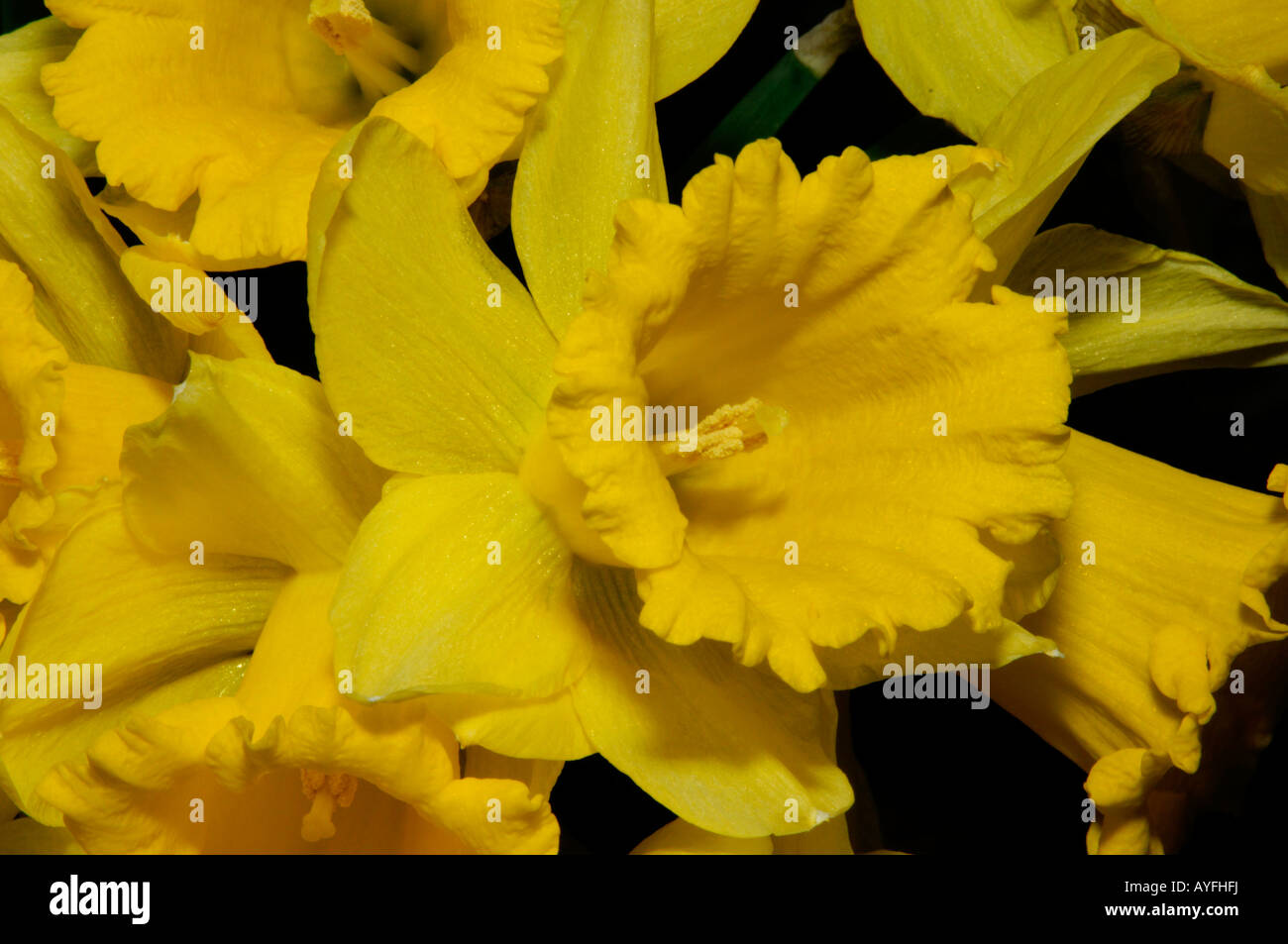 Daffodil flower heads hi-res stock photography and images - Alamy