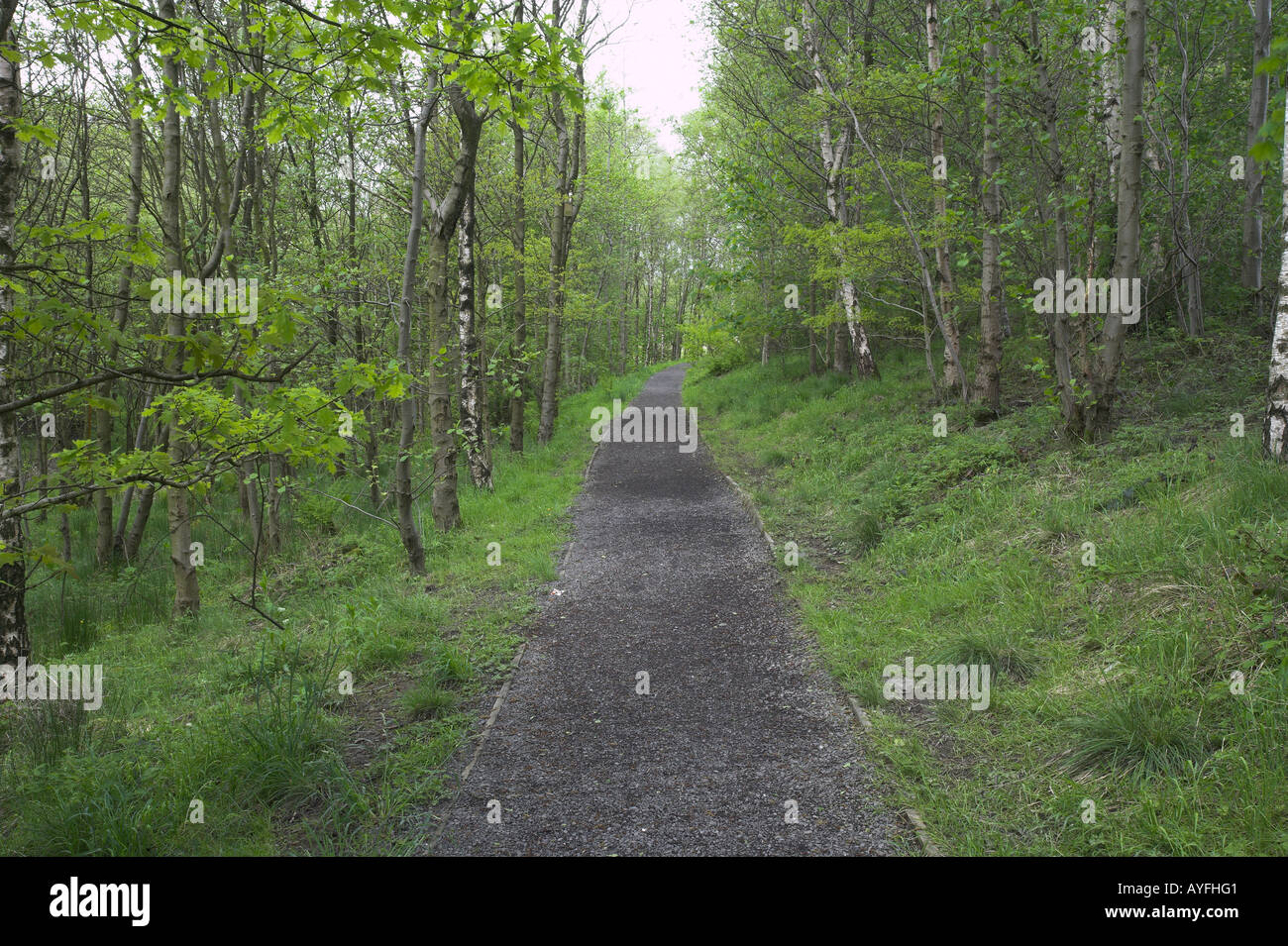 Woodland in spring Hoddlesden millenium green Blackburn Lancashire UK ...
