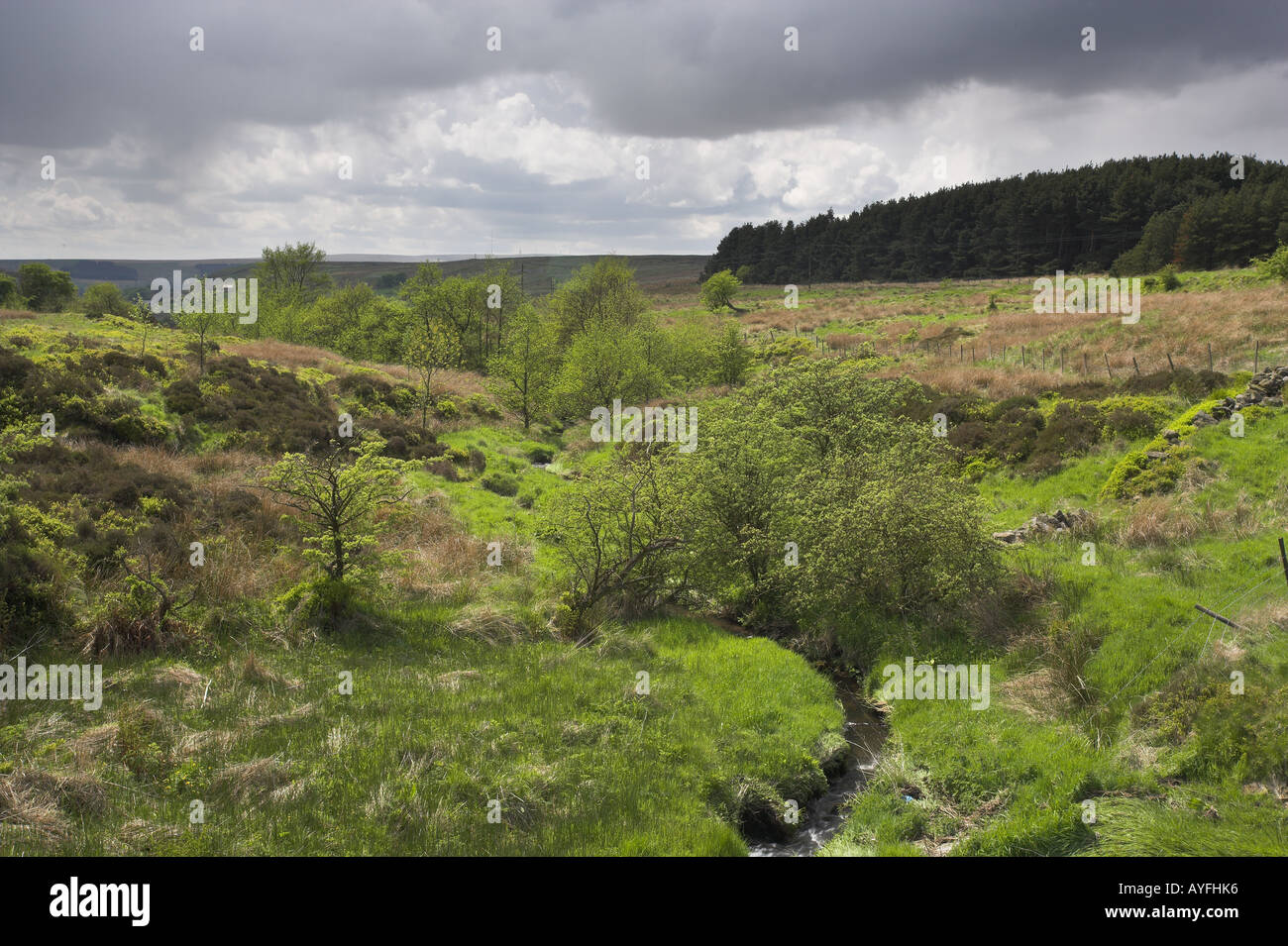 Upland heath Blackburn Lancashire UK Stock Photo - Alamy