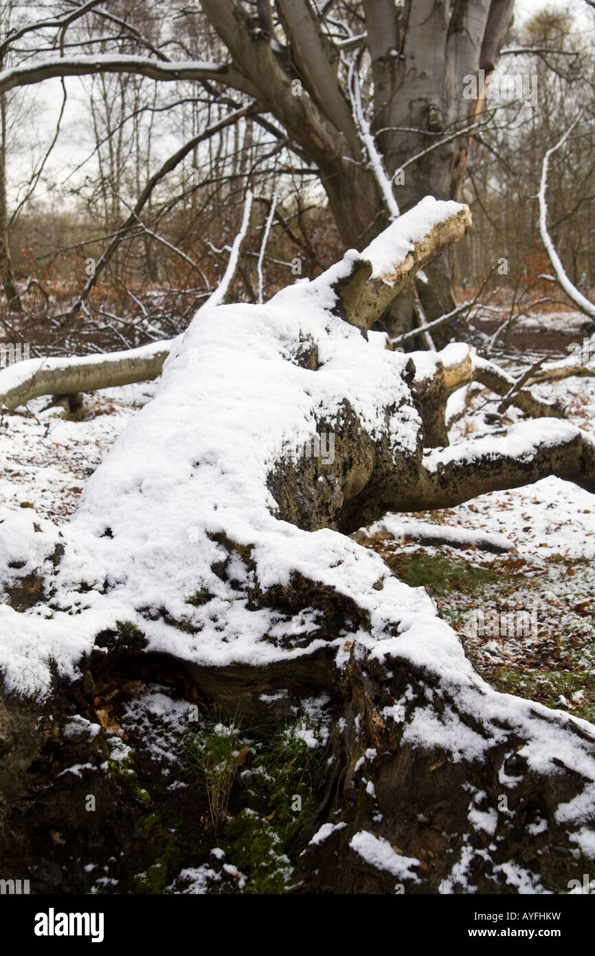 ^Fallen tree covered in snow, Essex, UK Stock Photo - Alamy