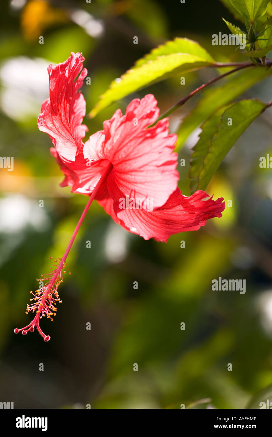 Hibiscus flower, Gabon, Central Africa Stock Photo - Alamy