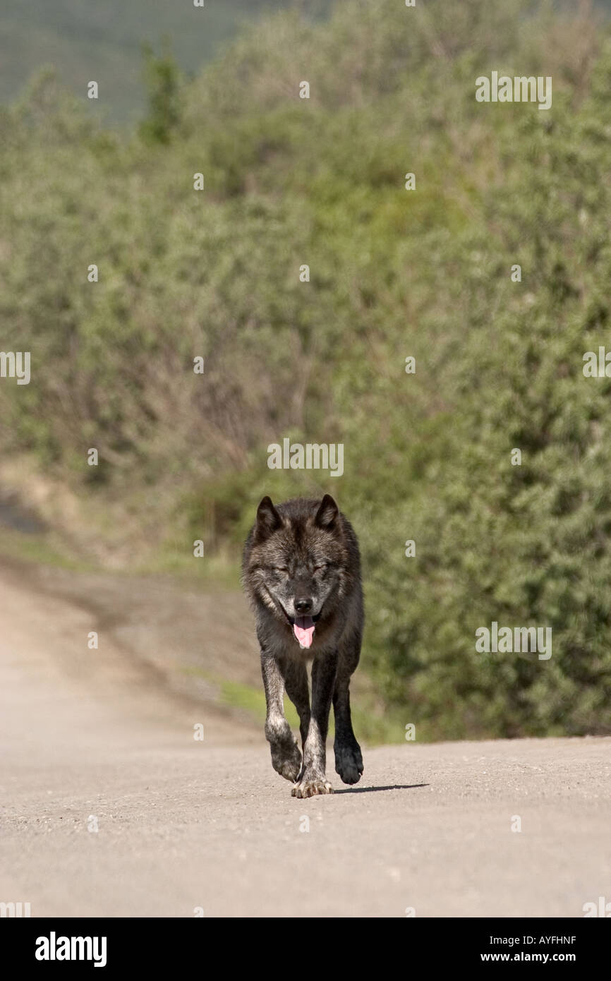 Gray Wolf in Denali National Park, Shot in the wild Stock Photo - Alamy