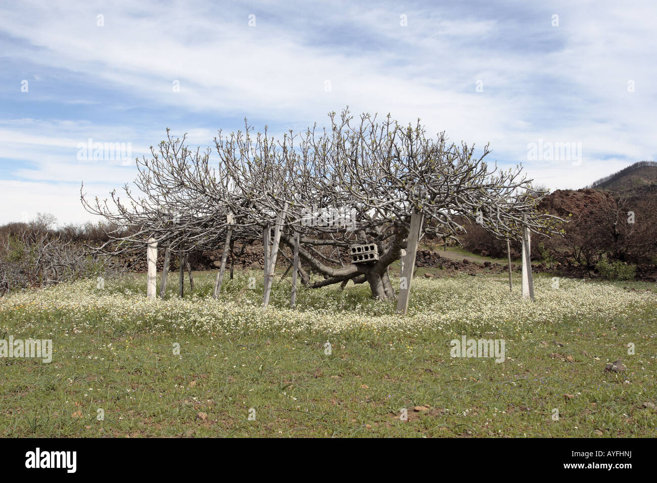 Fig tree Ficus carica with wooden planks in place to support the weight ...