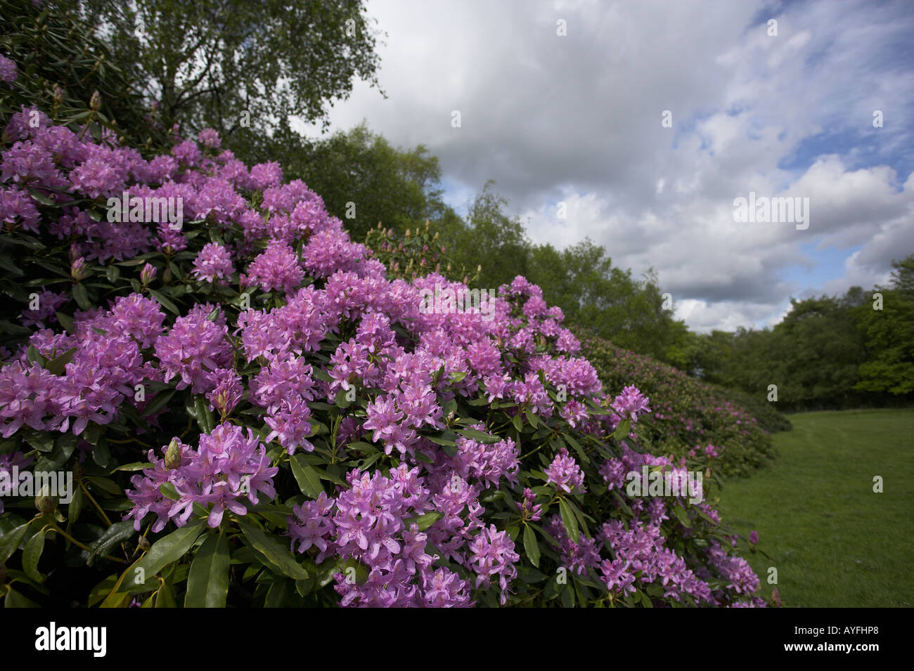 Invasive plant pest hi-res stock photography and images - Alamy