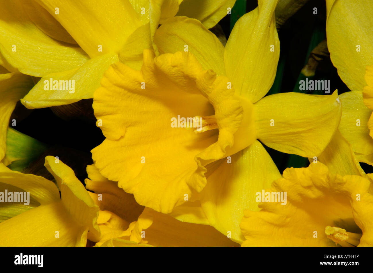 Daffodil flower heads hi-res stock photography and images - Alamy
