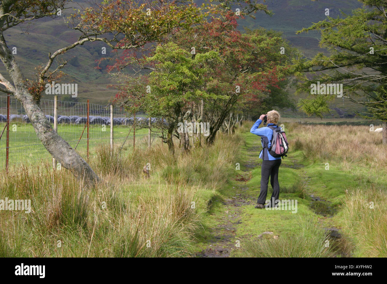 A woman birdwatching at Lochbuie on the island of Mull, Scotland Stock ...