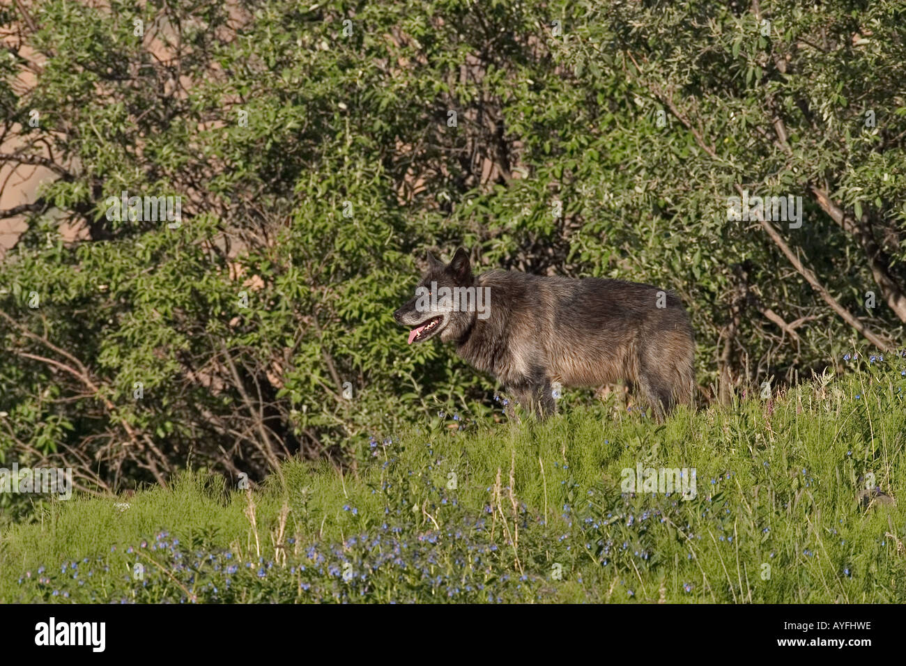 Denali wolves hi-res stock photography and images - Alamy