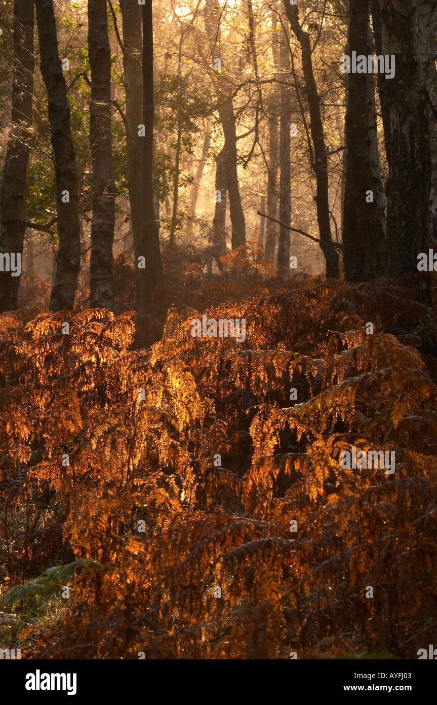 Copper birch tree hi-res stock photography and images - Alamy