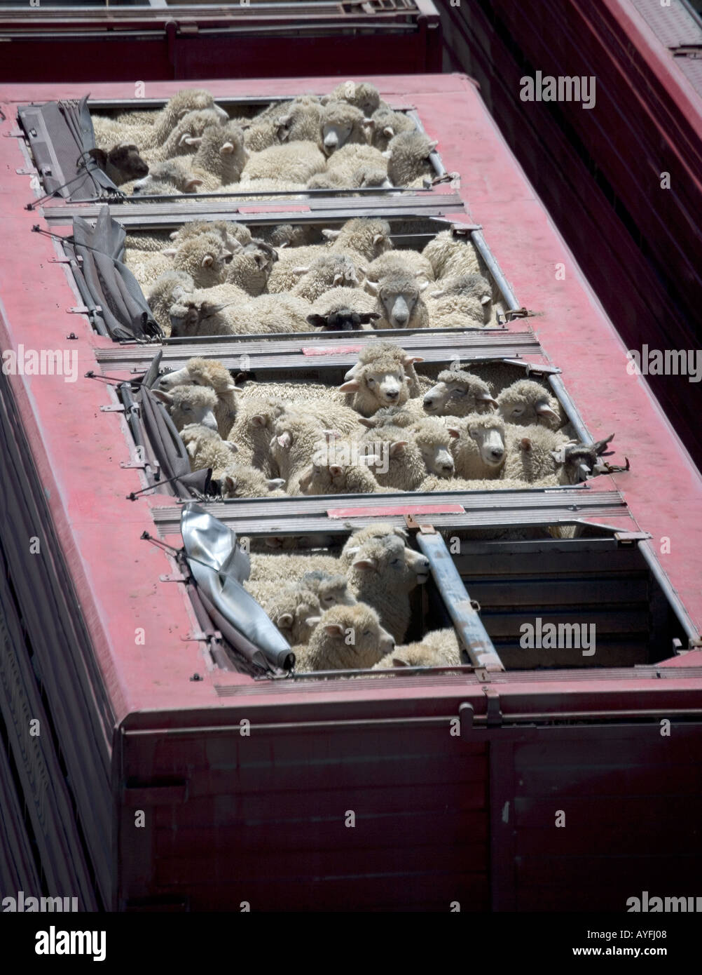 Sheep being transported by lorry on a ferry boat to South Island New ...