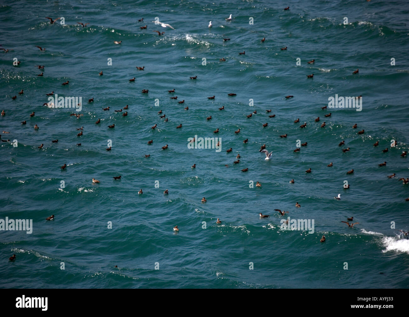 South island new zealand puffinus gavia hi-res stock photography and ...