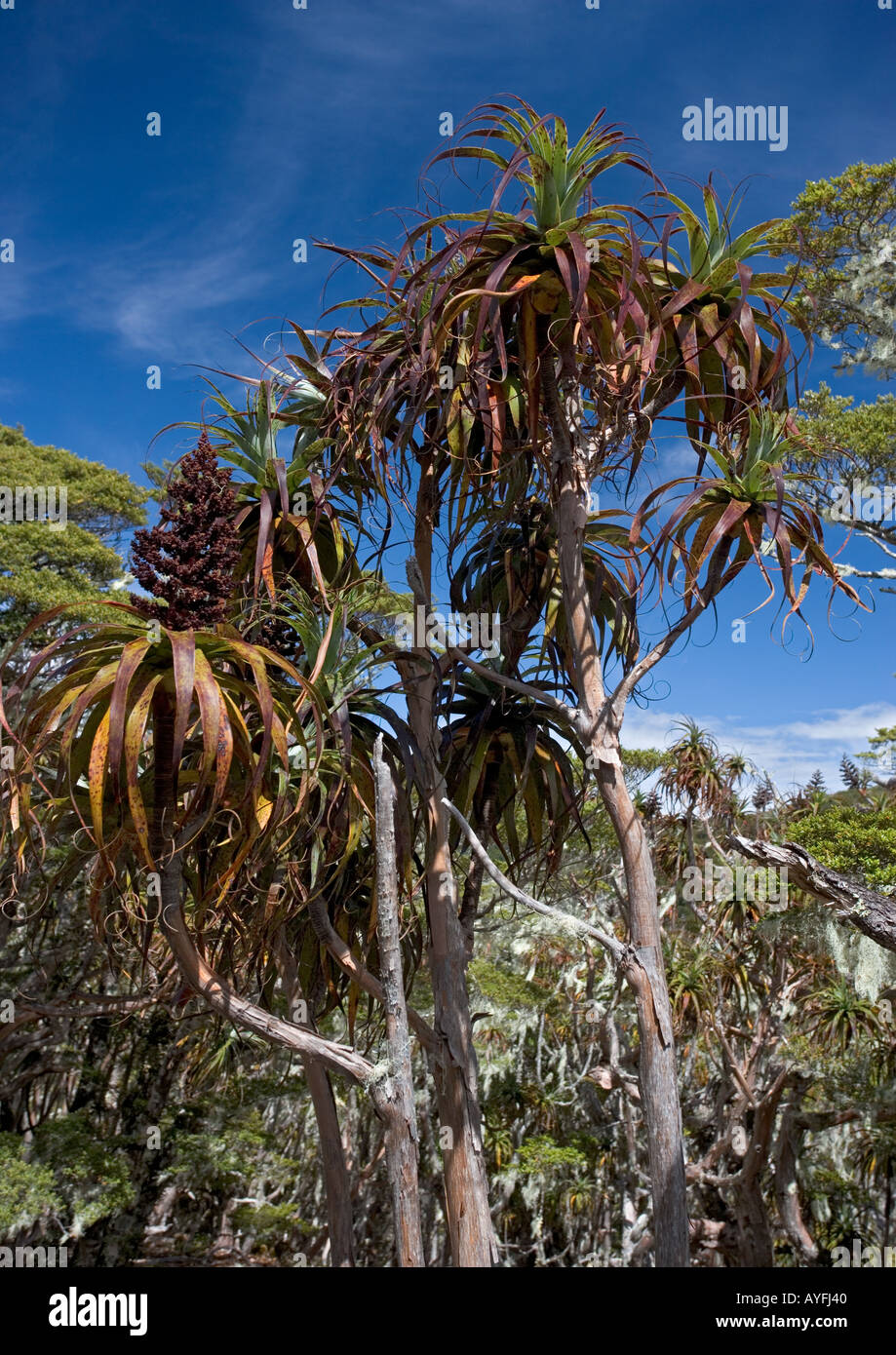 Mountain grass tree or neinei Dracophyllum traversii in high altitude ...