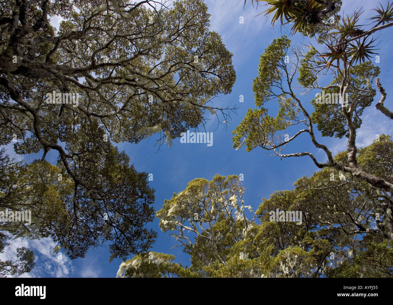 High altitude elfin forest, mainly mountain beech and mountain grass ...