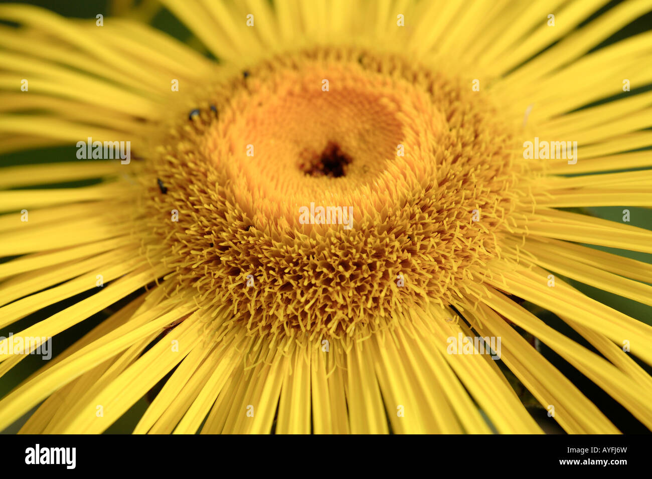 Inula flower close up Stock Photo - Alamy
