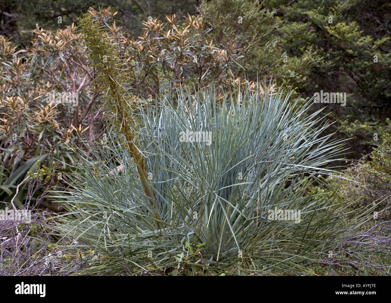 Wild spaniard in Arthur Range South Island New Zealand Endemic ...