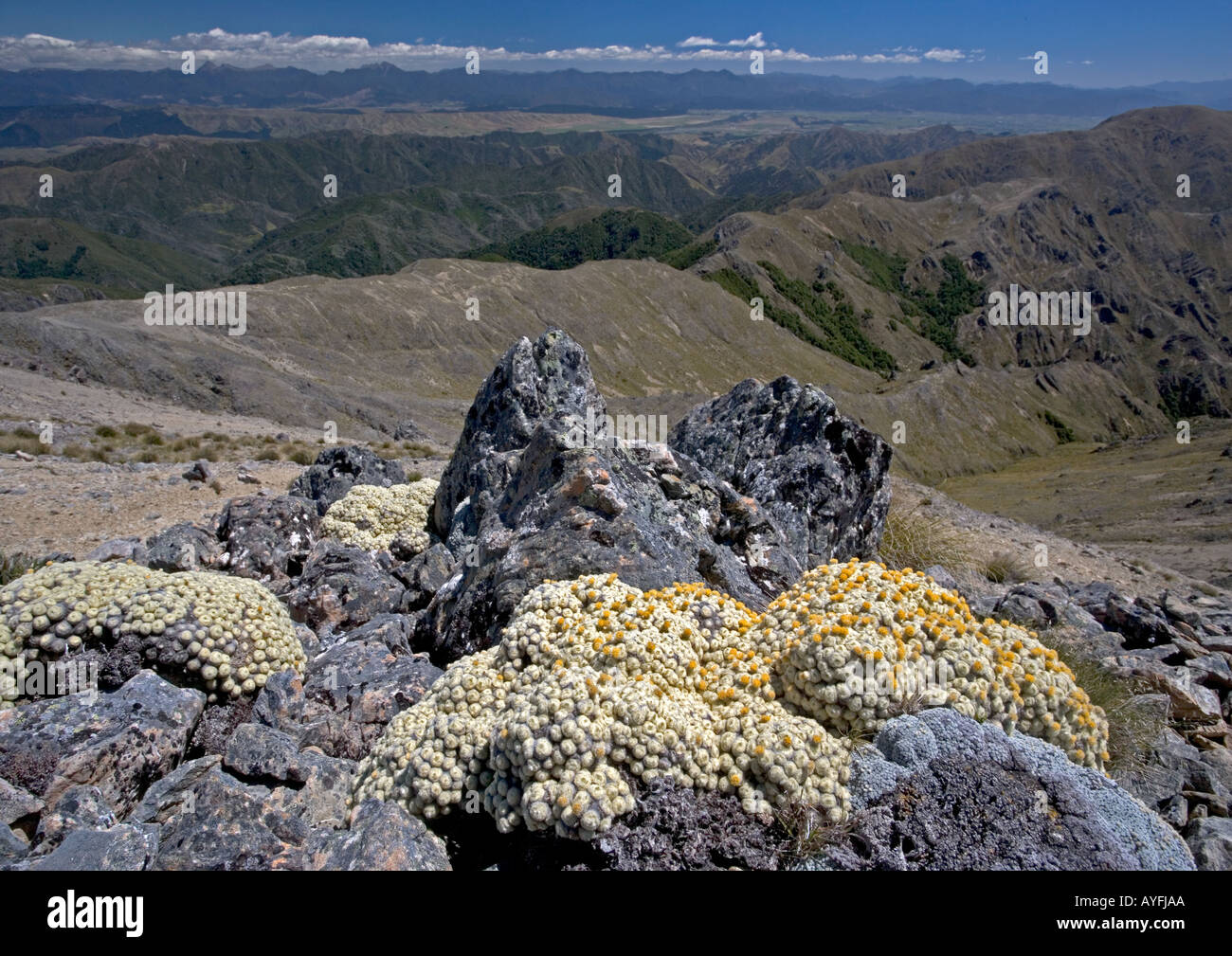 Vegetable sheep ancient alpine cushion plants at high altitude in the ...