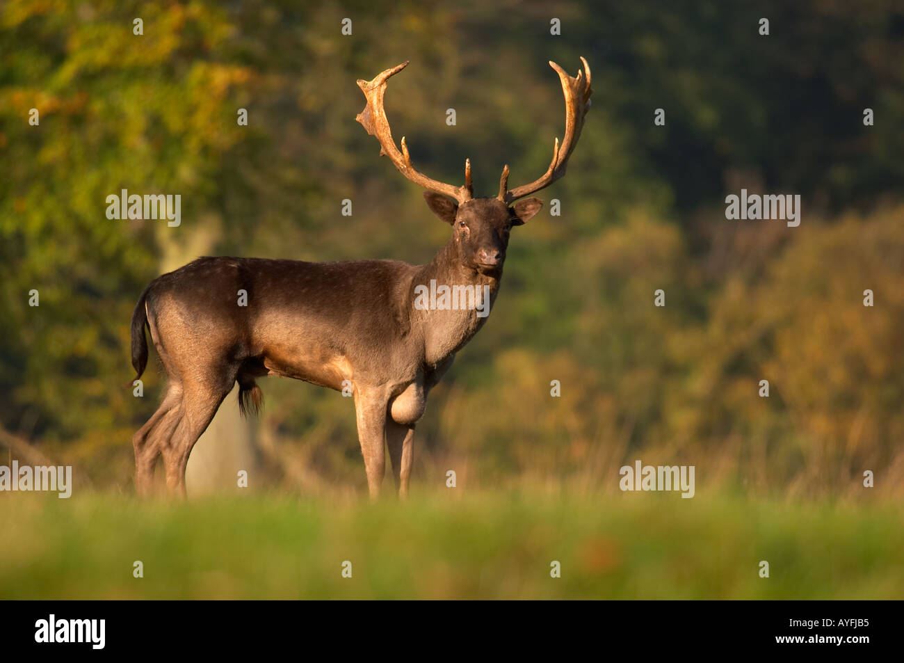 Fallow Deer Buck (Dama dama Stock Photo - Alamy