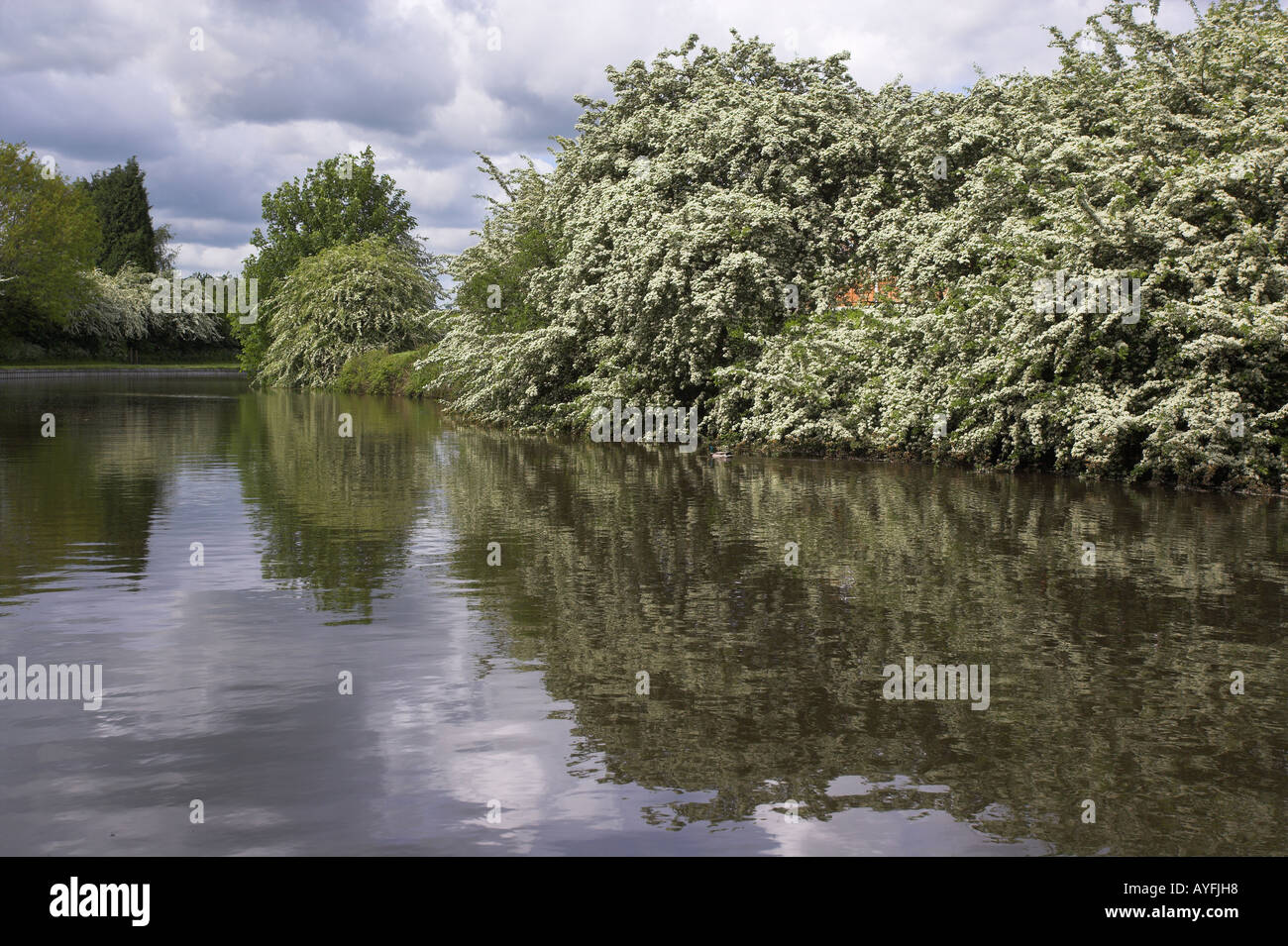 Leeds Liverpool canal in spring flowering hawthorn Blackburn with ...
