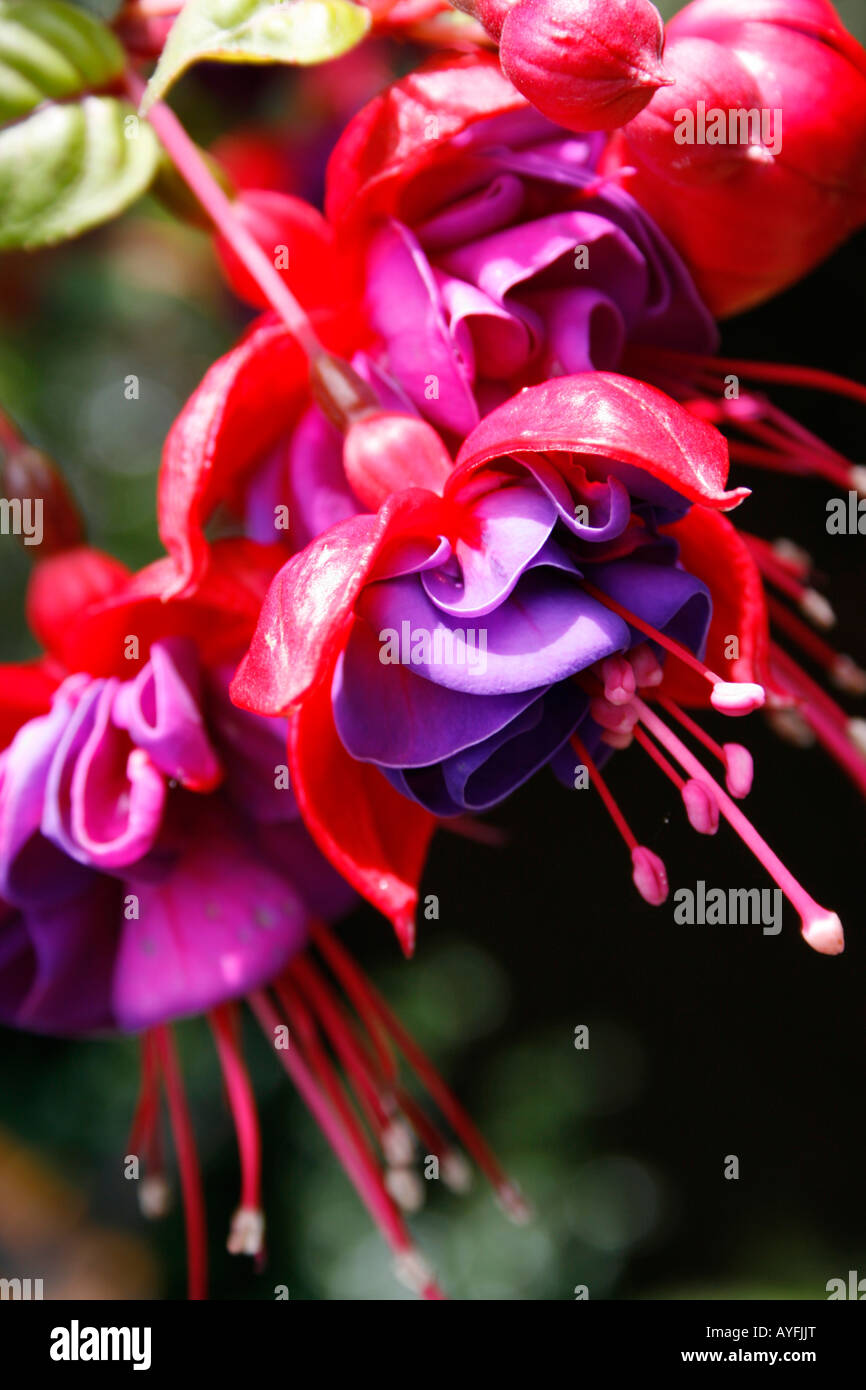 Fuschia High Resolution Stock Photography and Images - Alamy