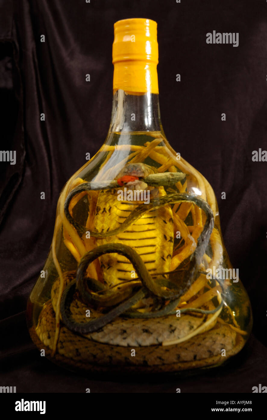 Snakes strange hi-res stock photography and images - Alamy