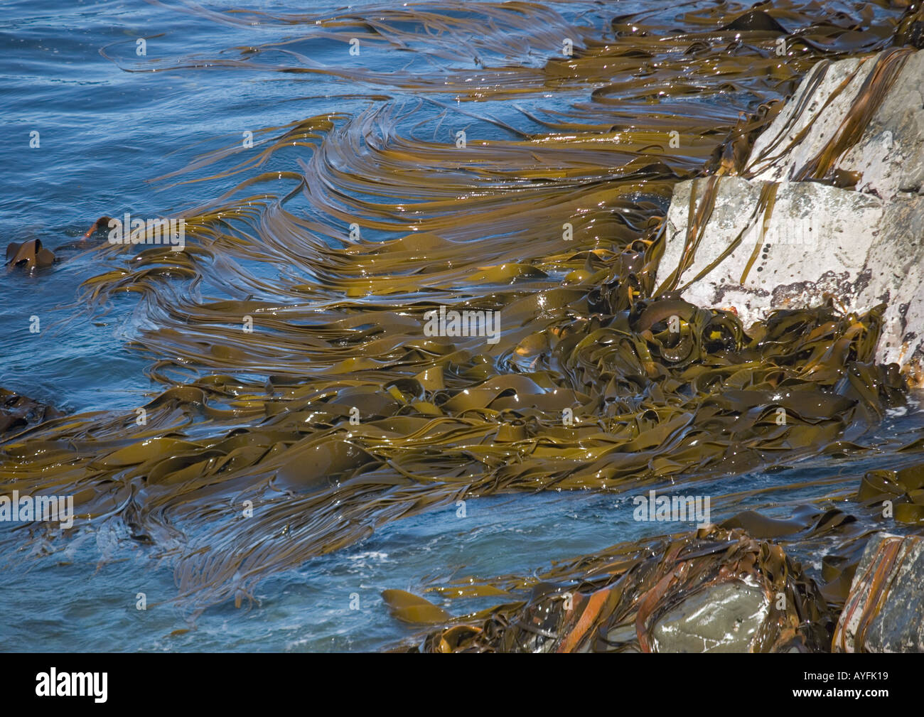 Algae beds hi-res stock photography and images - Alamy