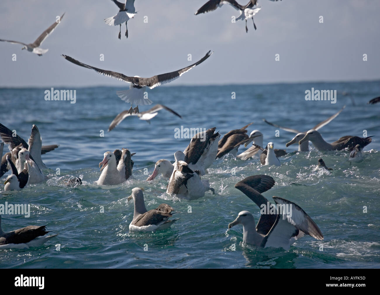Mass of albatrosses mainly Salvin s and wandering and kelp gulls ...