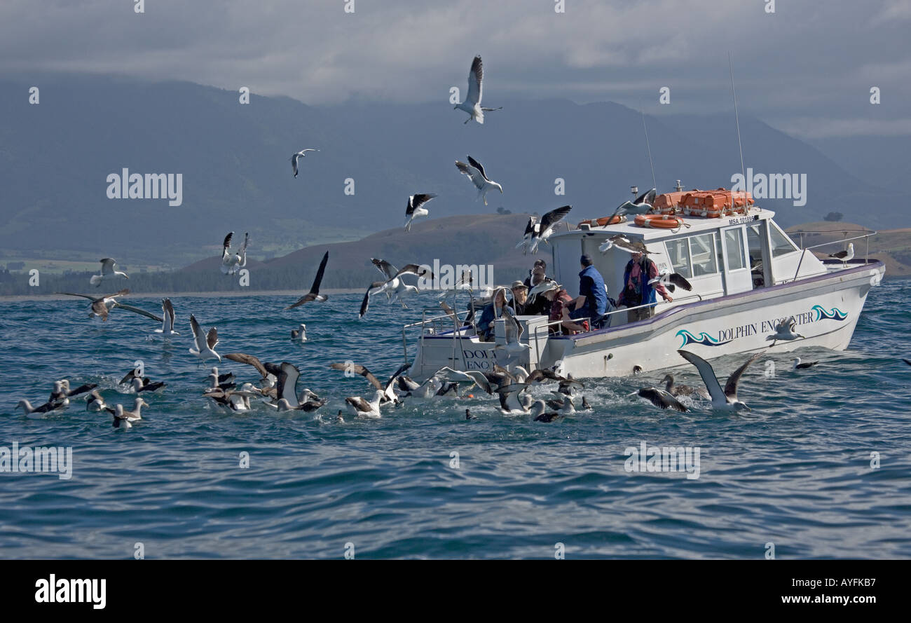 Group of people birdwatching from a small boat, watching albatrosses ...