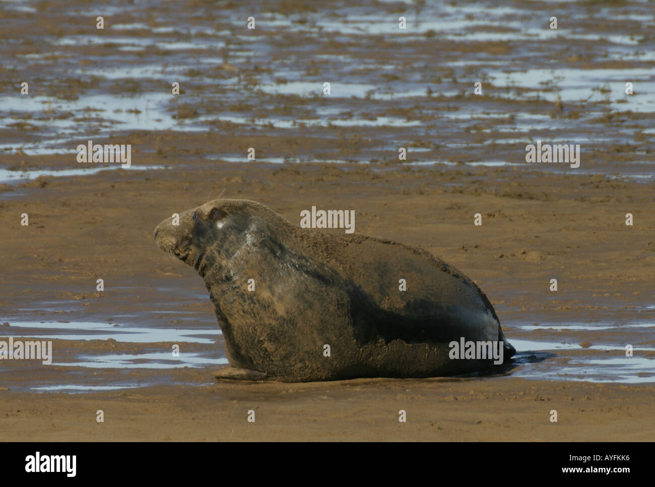 Grey Seal Halichoerus Grypus At Donna Nook Lincolnshire Wildlife Trust 0155