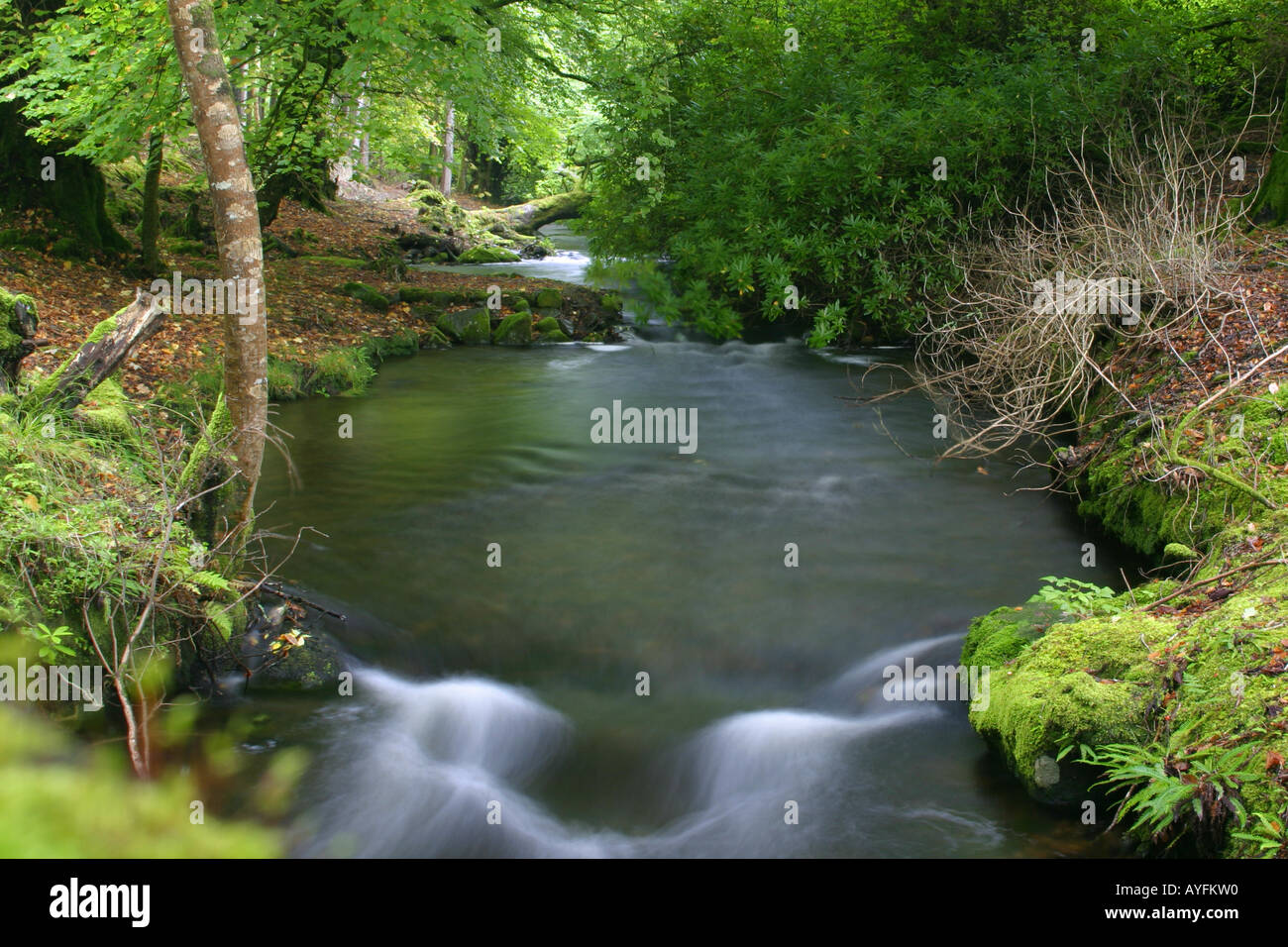 Stream through Lochbuie Woods on the island of Mull, Scotland Stock ...
