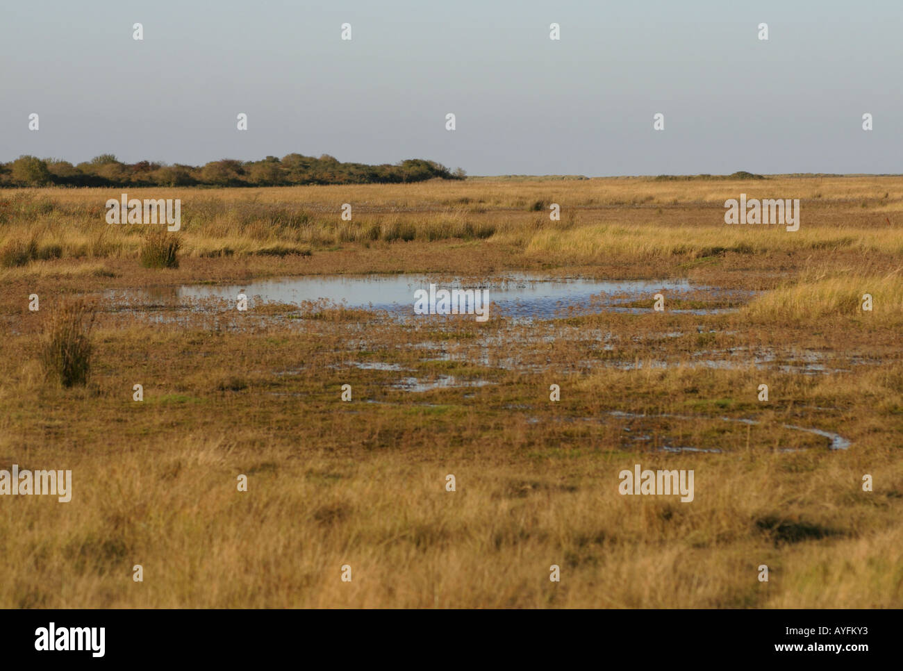 Saltfleetby-Theddlethorpe National Nature Reserve in Lincolnshire ...