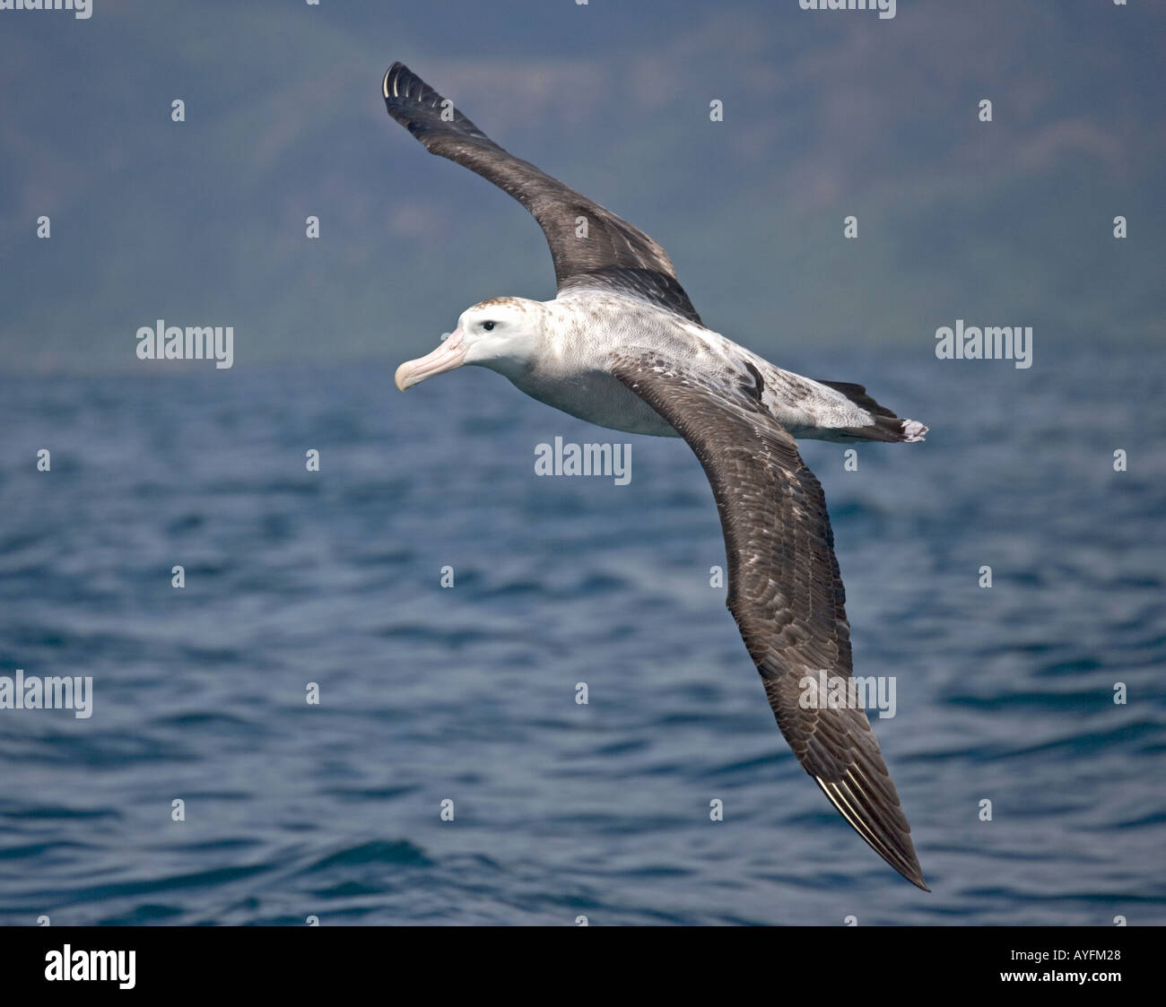 Wandering albatross (Diomedea exulans) in flight, off South Island, New ...