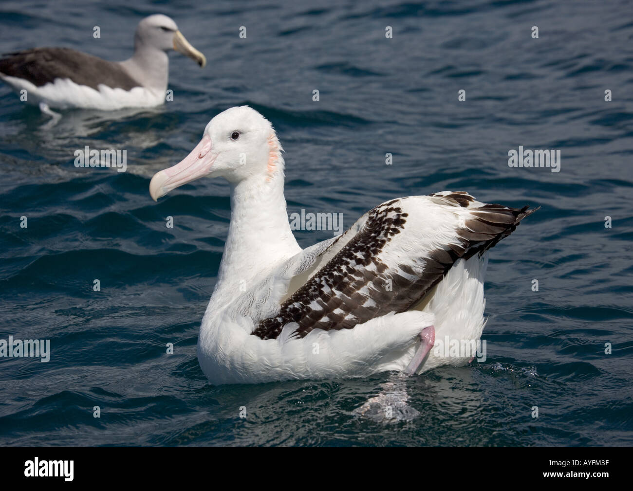 Diomedea Exulans Bill Stock Photos & Diomedea Exulans Bill Stock Images ...