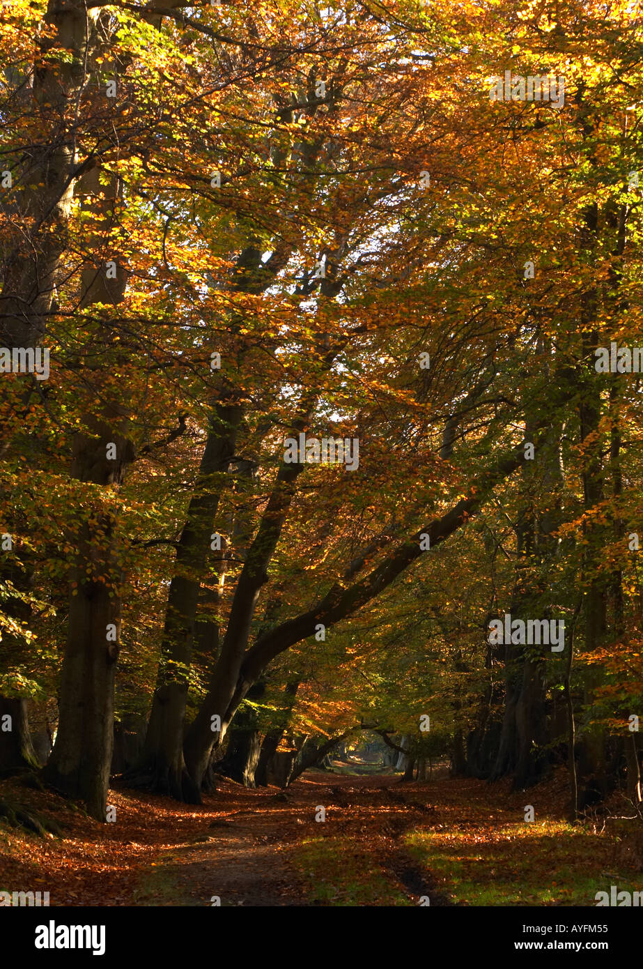 Woods in Autumn Stock Photo - Alamy