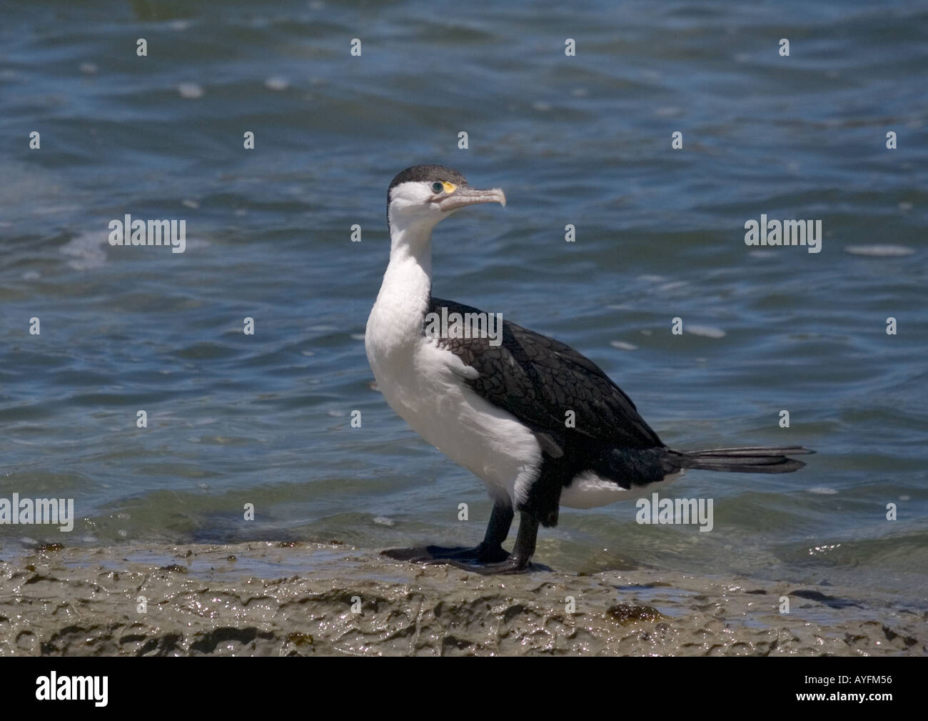 Australian shag hi-res stock photography and images - Alamy