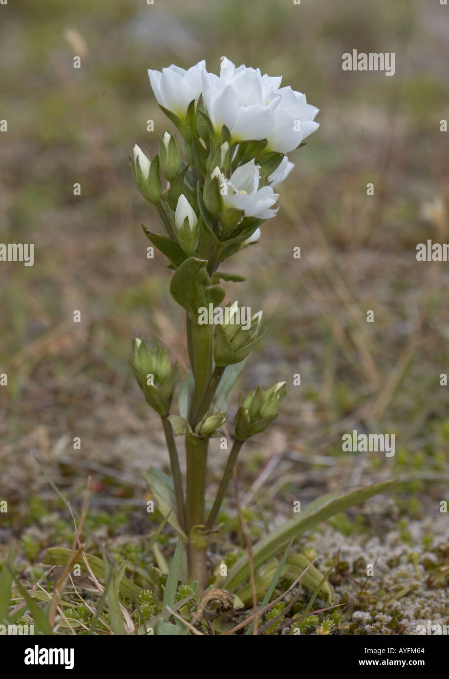 Tall gentian ( Gentiana corymbifera) southern Alps South Island New ...