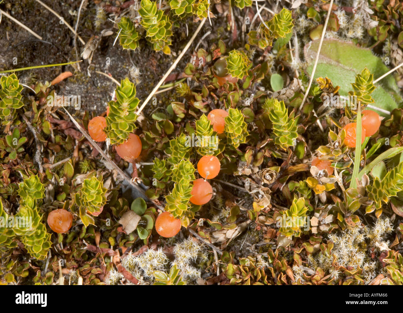 Berries of dwarf mountain plant ( Leucopogon fraseri ) Hooker valley ...