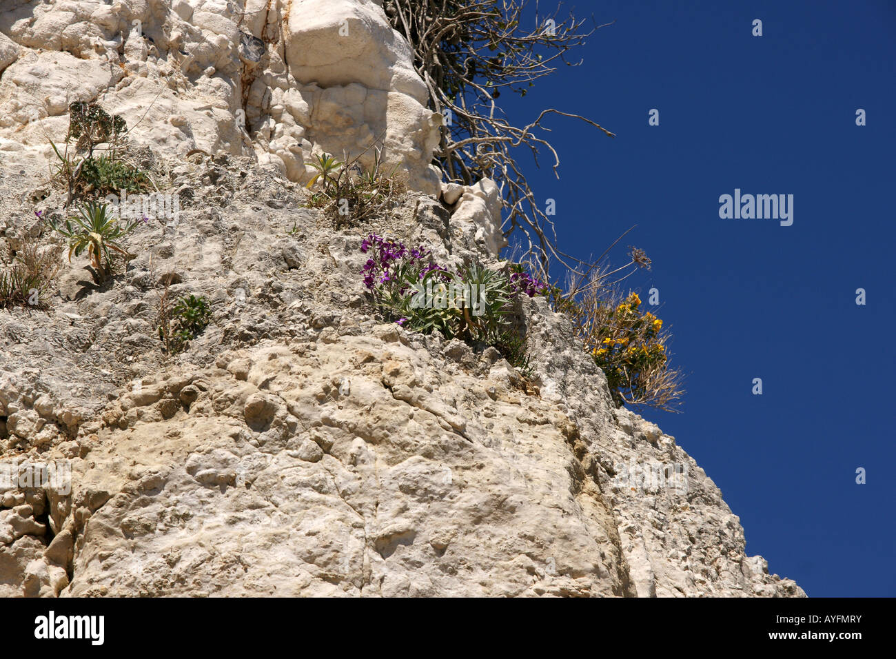 Cliff flowers hi-res stock photography and images - Alamy